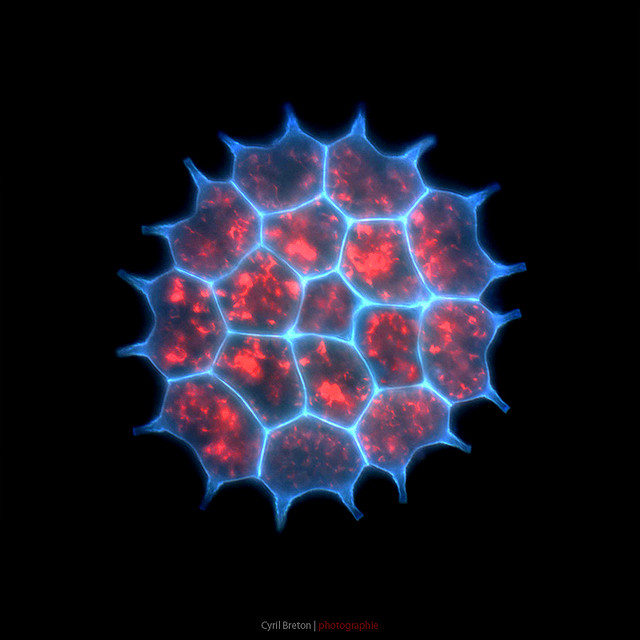 pediastrum #391035 - uludağ sözlük galeri